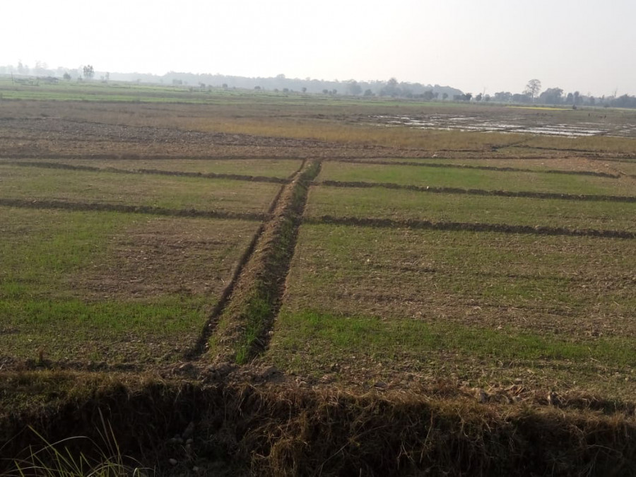 सुदूरपश्चिम प्रदेशमा खाद्य संकट निम्तिँदै | खबर कुञ्ज